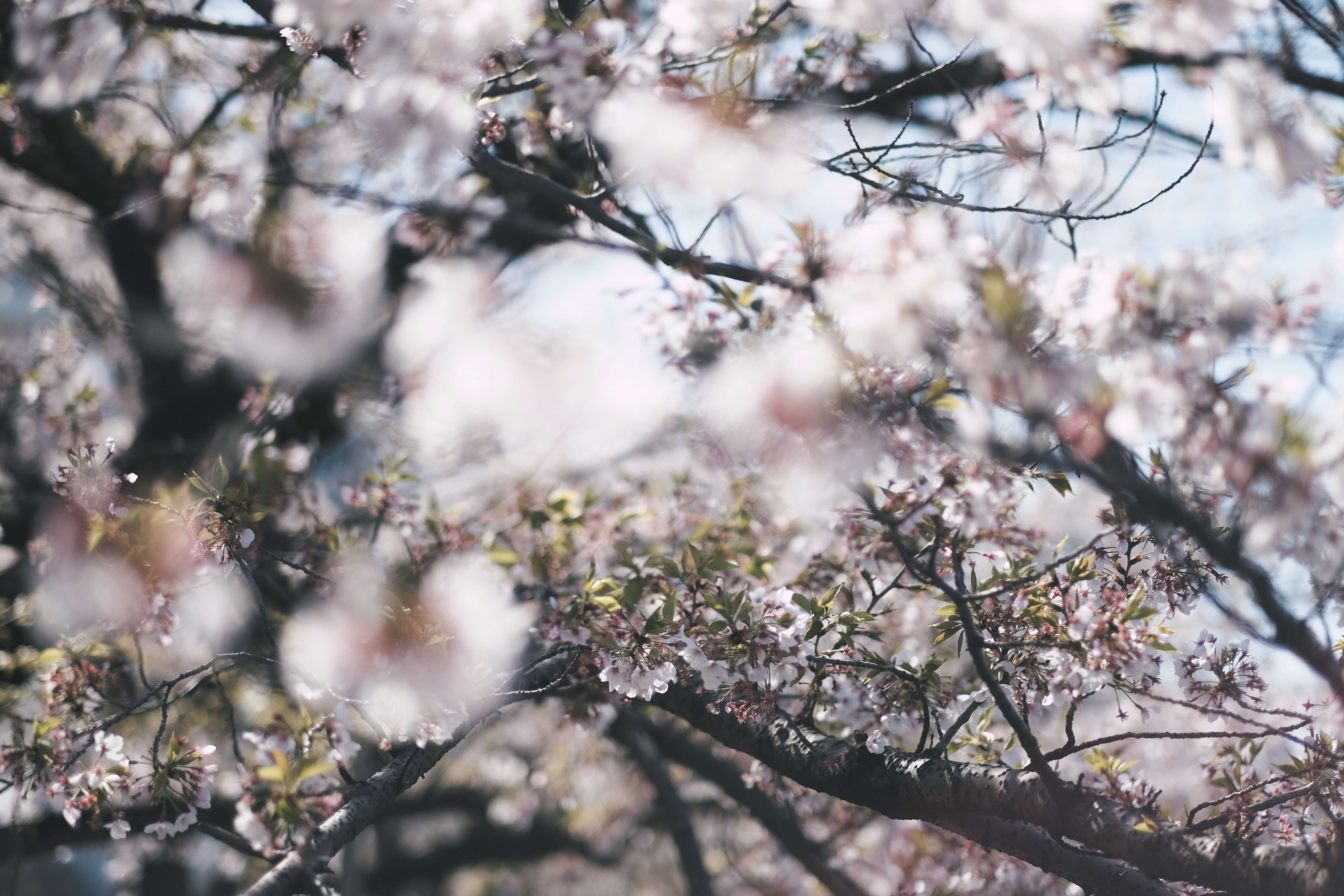7 tips om je huis, lichaam en geest voor te bereiden op de lente ...